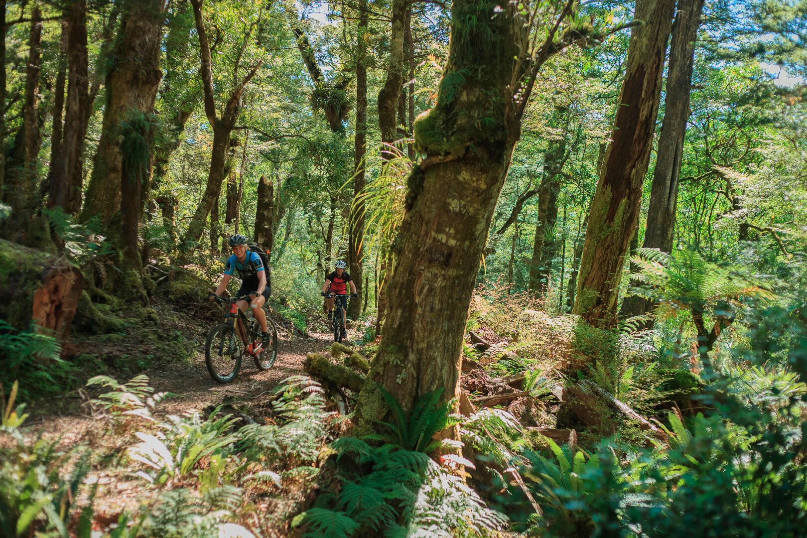 Rotorua Bike Trails - Your Best Cycling Options | Skyline Blog